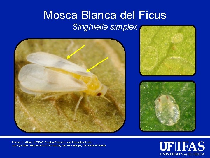 Mosca Blanca Especies invasivas en Florida Photos H