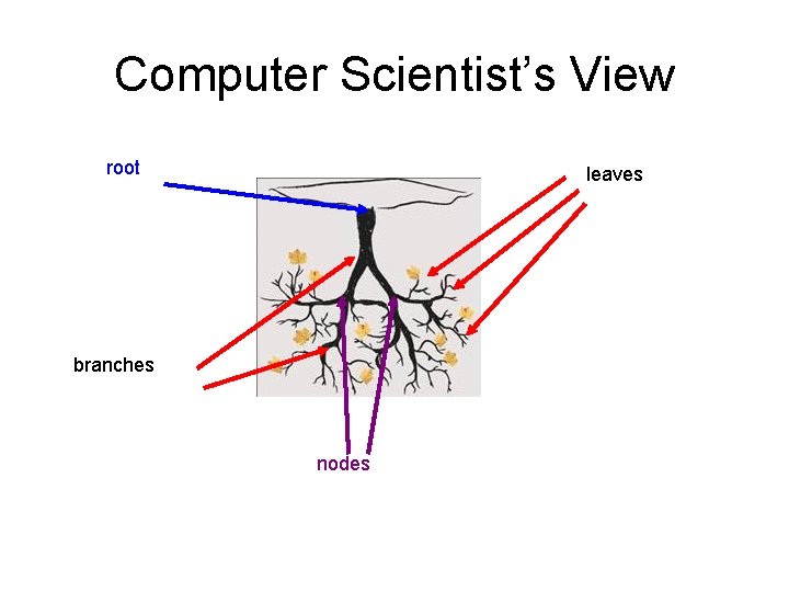 Binary Tree Sub Topik Penjelasan Tree Istilah pada