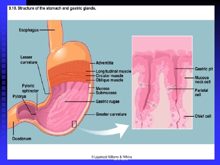 Digestion and Nutrient Absorption Presented by Professor Steven