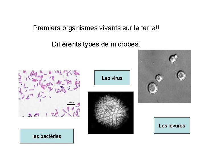 Quest ce quun microbe organisme vivant microscopique Premiers