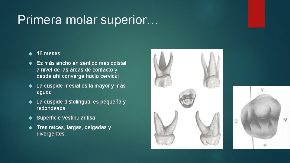 Generalidades de la cronologa erupcin y morfologa dentaria