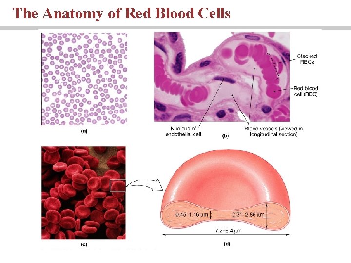 Anatomy Physiology SIXTH EDITION Lecture 19 Blood Lecturer