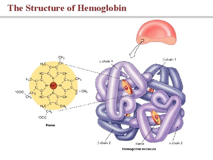 Anatomy Physiology SIXTH EDITION Lecture 19 Blood Lecturer