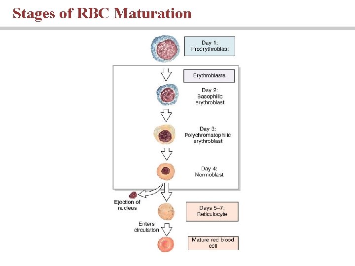 Anatomy Physiology SIXTH EDITION Lecture 19 Blood Lecturer