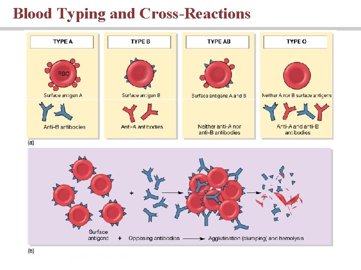 Anatomy Physiology SIXTH EDITION Lecture 19 Blood Lecturer