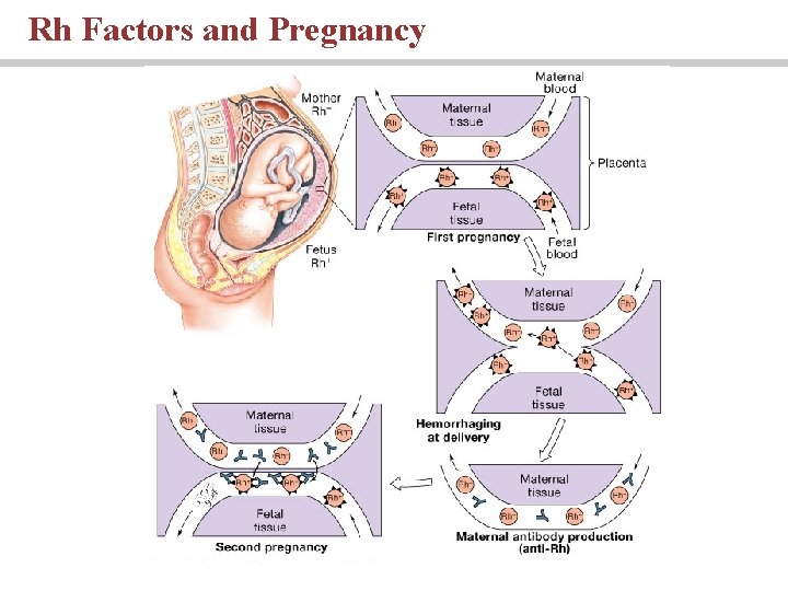 Anatomy Physiology SIXTH EDITION Lecture 19 Blood Lecturer