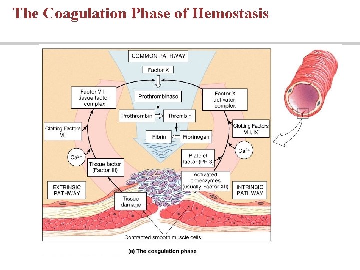 Anatomy Physiology SIXTH EDITION Lecture 19 Blood Lecturer