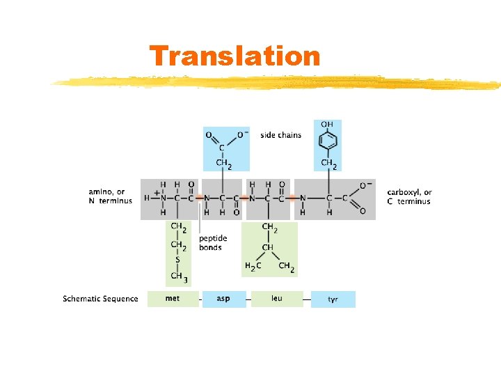 Chapter 4 Proteins as Products Proteins as Biotech
