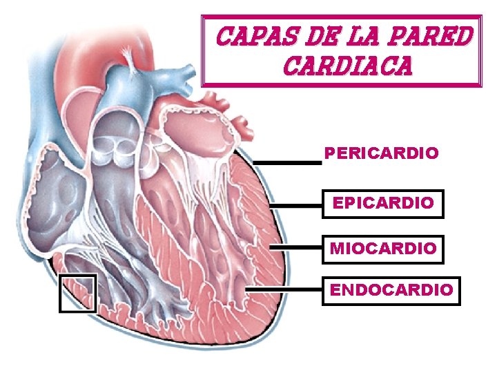 Descansa sobre el diafragma en el mediastino 23