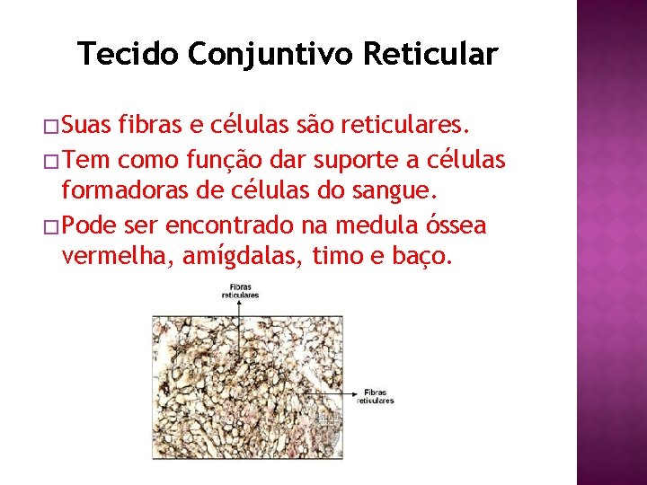 Epitelial Conjuntivo Muscular e Nervoso EPITELIAL TECIDOS DO