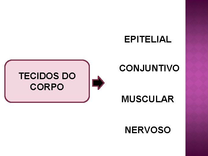Epitelial Conjuntivo Muscular e Nervoso EPITELIAL TECIDOS DO