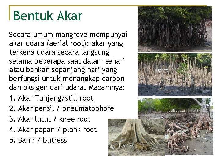 Identifikasi Mangrove Pengenalan Jenis Tanaman Pelatihan Pengelolaan Hutan