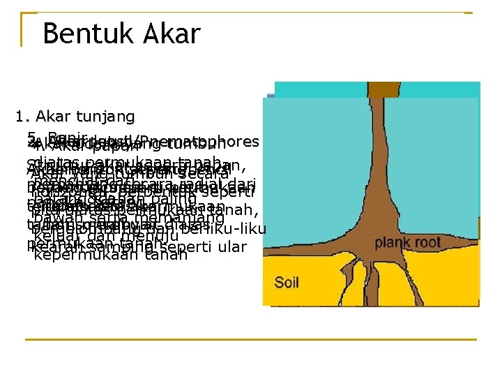 Identifikasi Mangrove Pengenalan Jenis Tanaman Pelatihan Pengelolaan Hutan