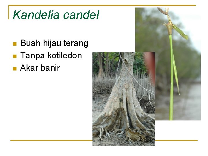 Identifikasi Mangrove Pengenalan Jenis Tanaman Pelatihan Pengelolaan Hutan