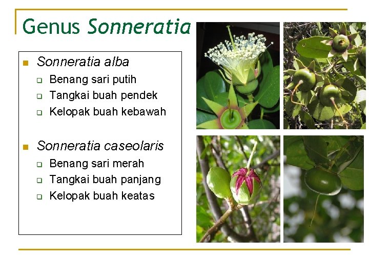 Identifikasi Mangrove Pengenalan Jenis Tanaman Pelatihan Pengelolaan Hutan