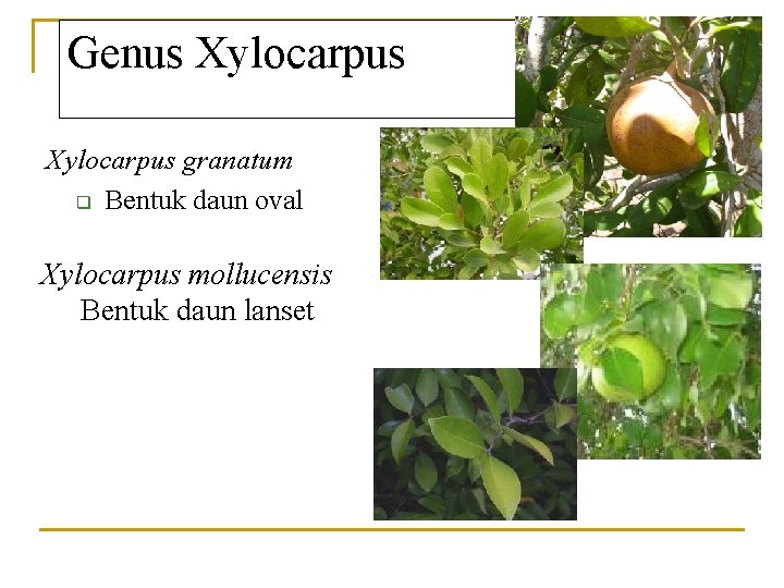 Identifikasi Mangrove Pengenalan Jenis Tanaman Pelatihan Pengelolaan Hutan