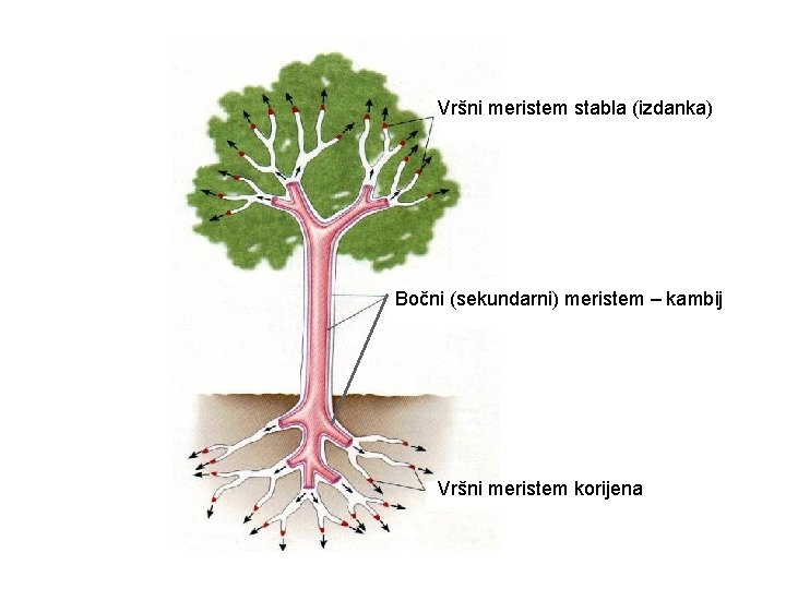 HISTOLOGIJA Je botanika disciplina koja prouava postanak grau