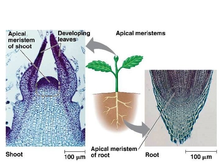 HISTOLOGIJA Je botanika disciplina koja prouava postanak grau