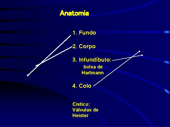 Embriologia Fgado e vias biliares Intestino anterior divertculo