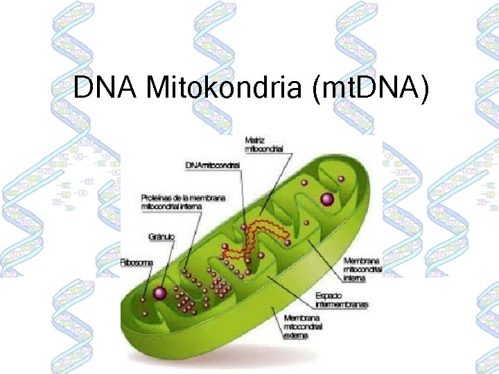 DNA NON INTI 1 Juni 2016 DNA Mitokondria