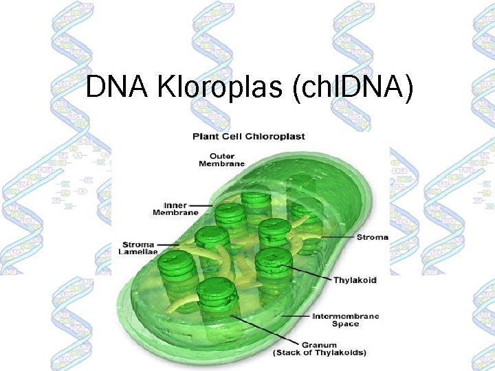 DNA NON INTI 1 Juni 2016 DNA Mitokondria