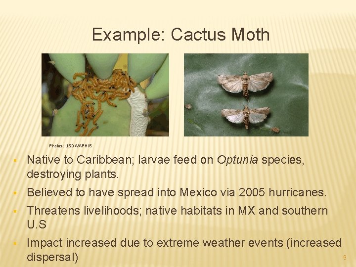 Invasive Species and Climate Change in California Courtney