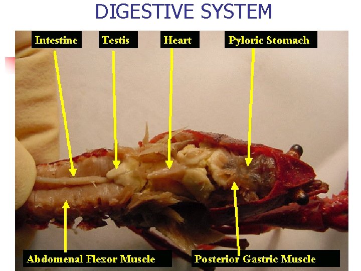 CRAYFISH DISSECTION INTEGUMENTARYSKELETAL n n n EXOSKELETON CARAPACE