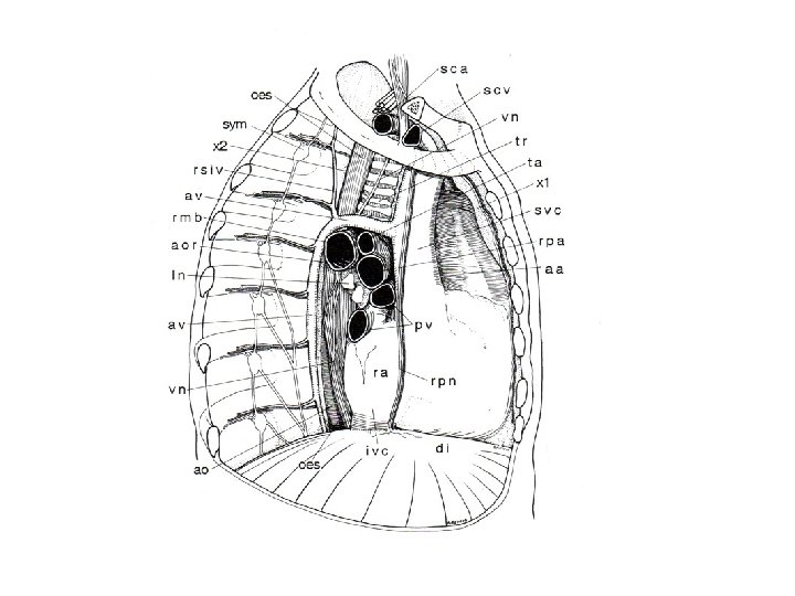 Anatomie et Physiologie de lappareil respiratoire Paroi thoracique