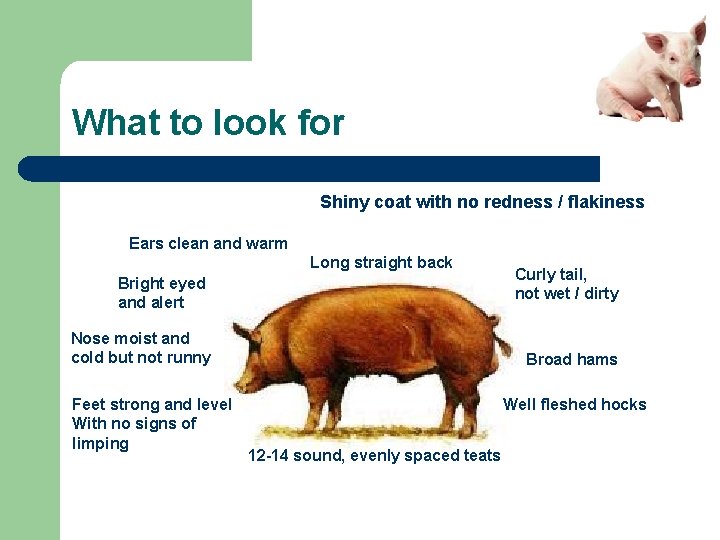Pig Keeping Sarah Hughes Scarsdale Veterinary Group Overview