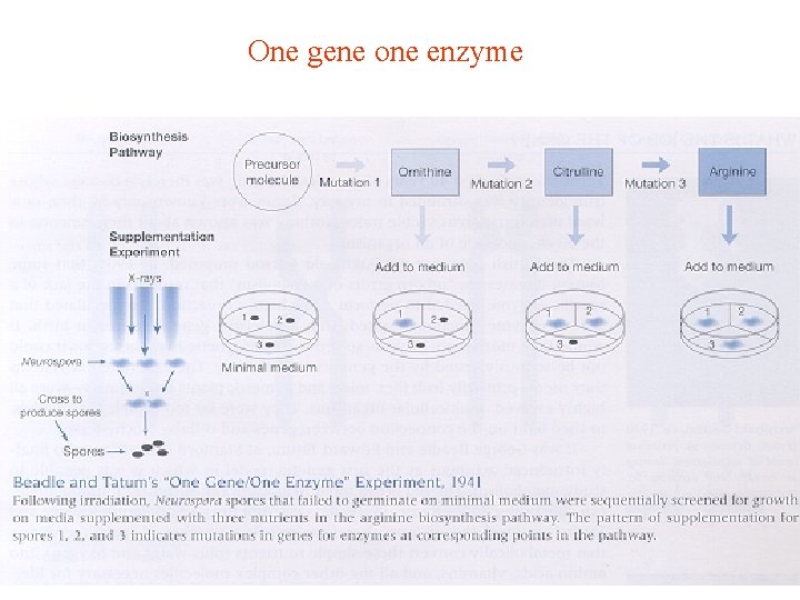 Nucleotides nucleic acids and the genetic material This