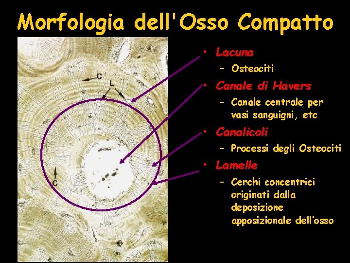 Ossa piatte Ossa piatte del cranio si sviluppano
