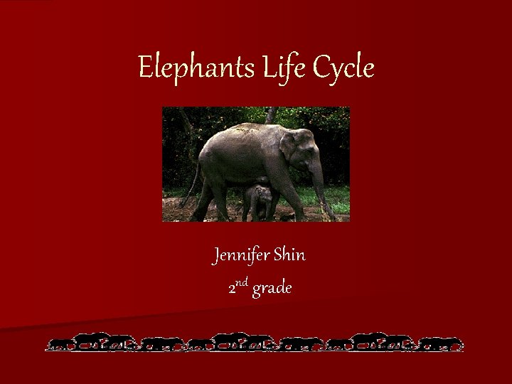 Elephants Life Cycle Jennifer Shin 2 nd grade