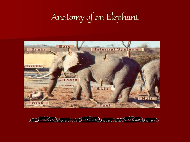 Elephants Life Cycle Jennifer Shin 2 nd grade