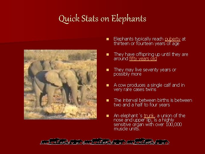 Elephants Life Cycle Jennifer Shin 2 nd grade