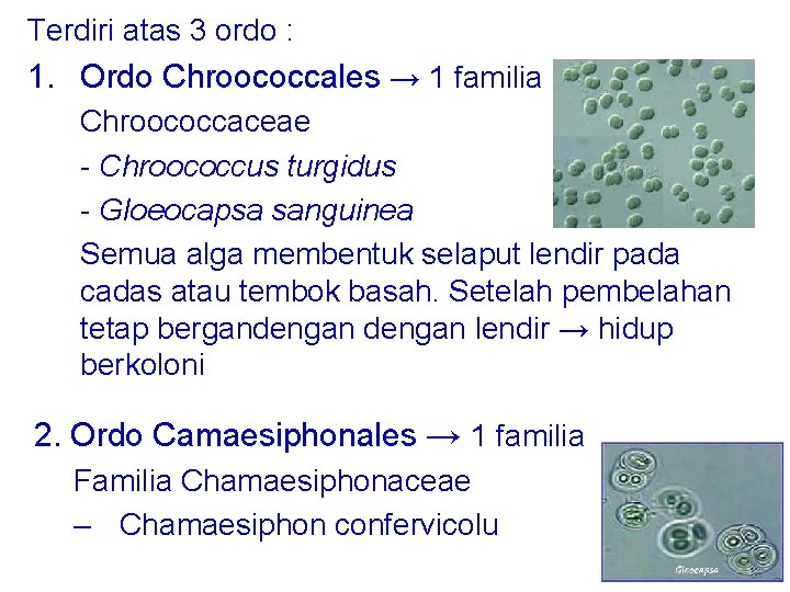 Dalam klasis bakteri terdapat 7 ordo 1 ORDO