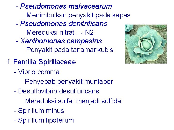 Dalam klasis bakteri terdapat 7 ordo 1 ORDO