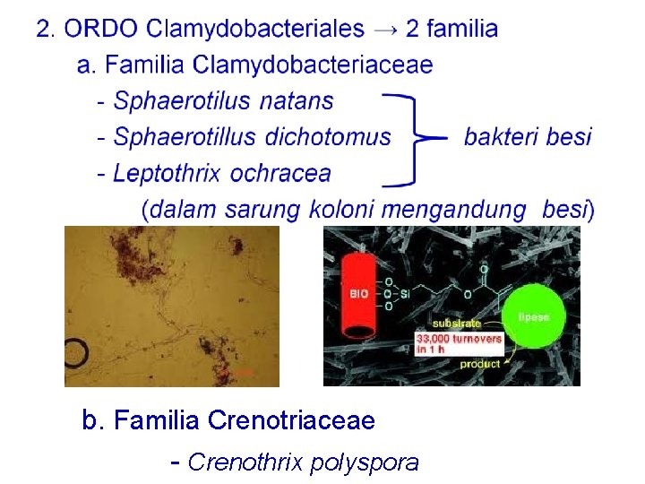 Dalam klasis bakteri terdapat 7 ordo 1 ORDO