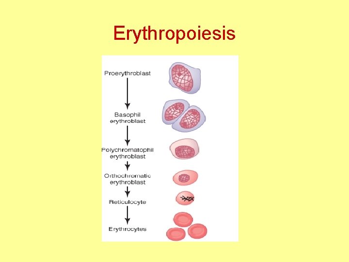 Erythropoiesis Production of red blood cells Erythropoiesis Yolk