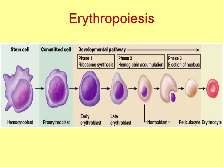 Erythropoiesis Production of red blood cells Erythropoiesis Yolk
