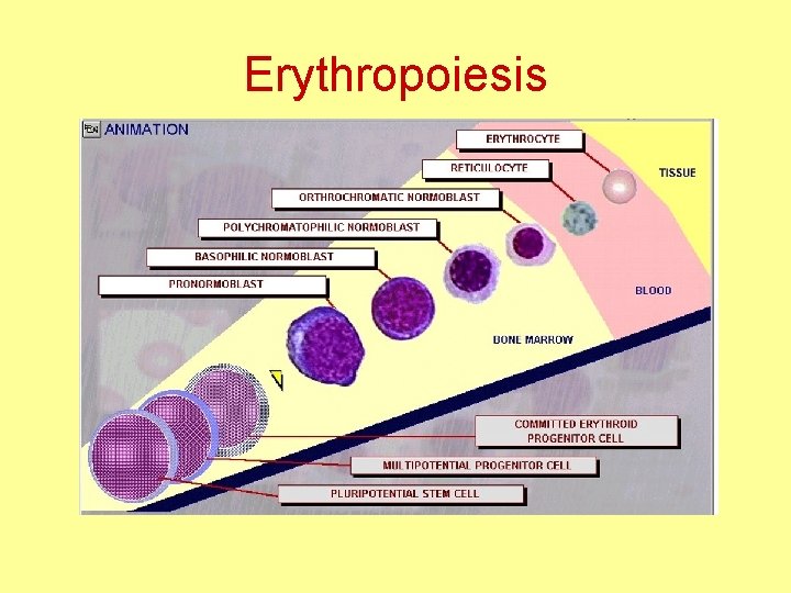 Erythropoiesis Production of red blood cells Erythropoiesis Yolk