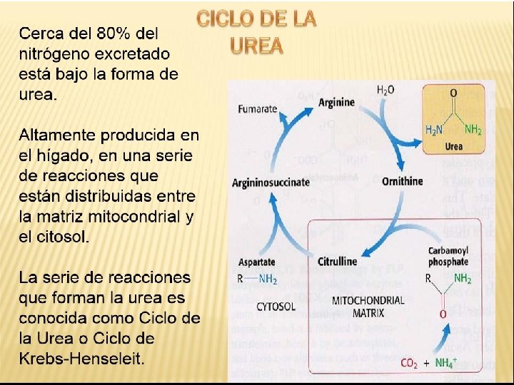 METABOLISMO DE PROTEINAS El hgado genera urea como