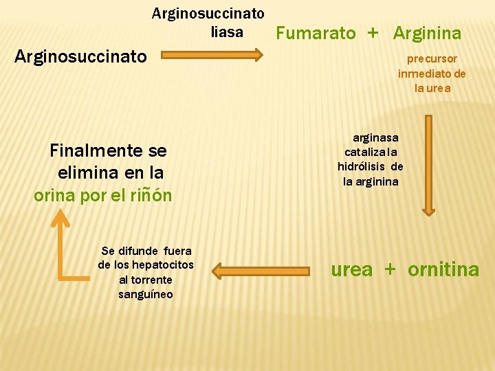 METABOLISMO DE PROTEINAS El hgado genera urea como