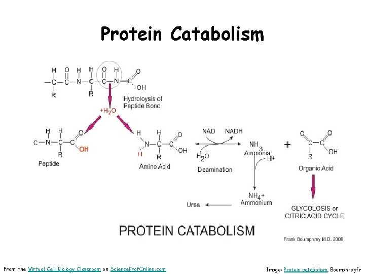 About Science Prof Online Power Point Resources Science