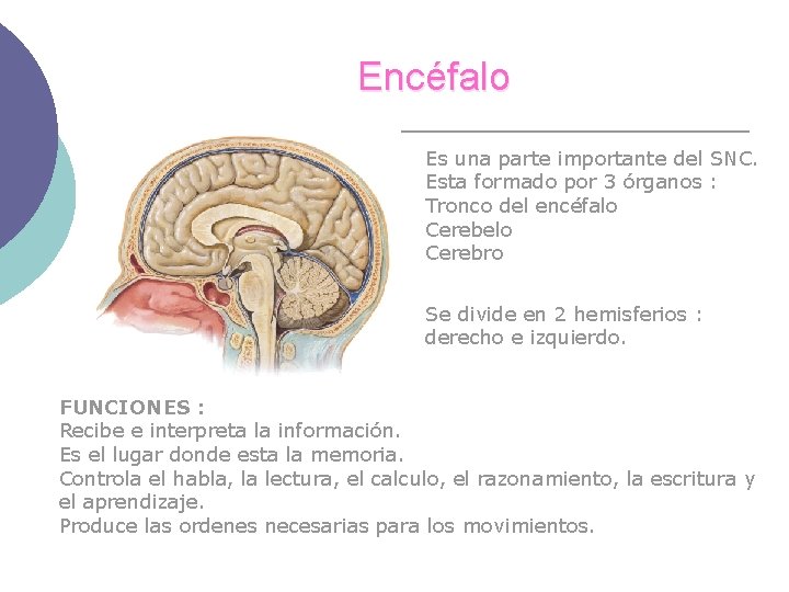 Sistema Nervioso Ana Laura Sandoval Alfaro UCIMED Sistema