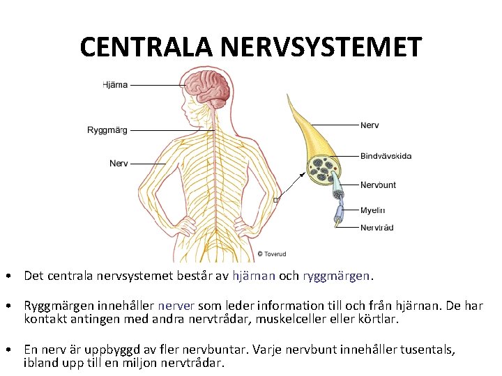 Nervsystemet styr din kropp Sid 272 303 NERVSYSTEMET