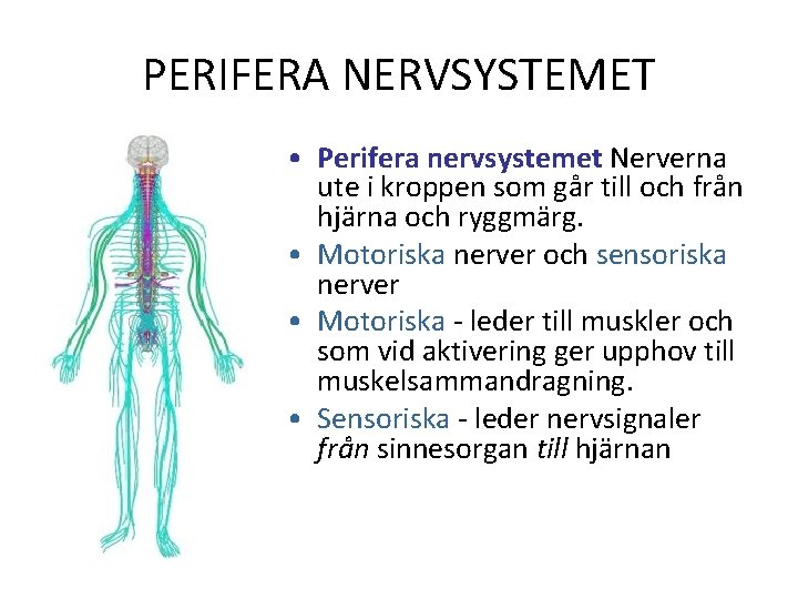 Nervsystemet styr din kropp Sid 272 303 NERVSYSTEMET