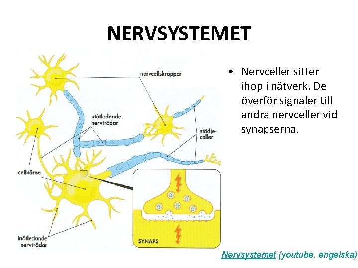 Nervsystemet styr din kropp Sid 272 303 NERVSYSTEMET
