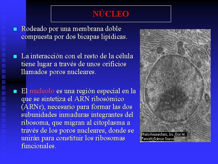COMPOSICIN QUMICA DE LA CLULA n n n