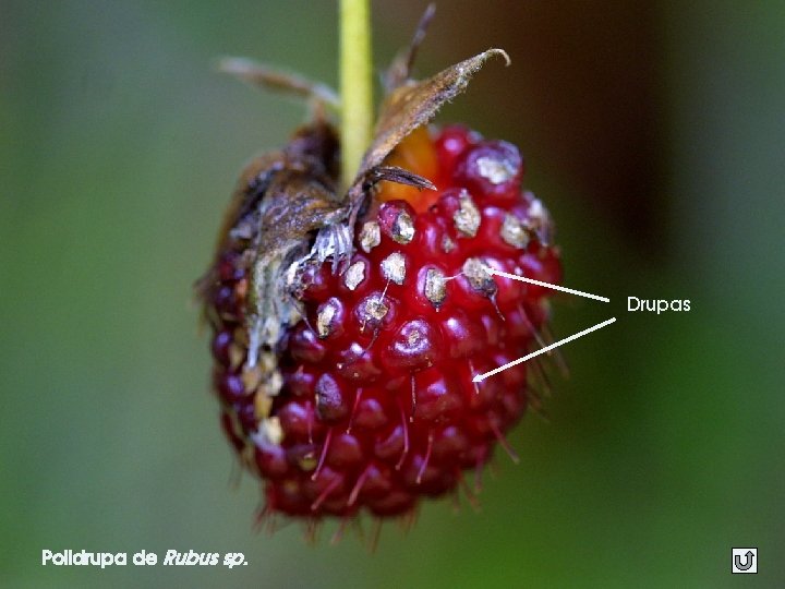 Prctica 10 Morfologa de los Frutos Definicin El