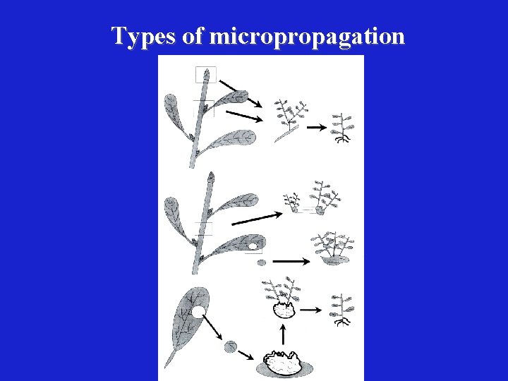 Techniques of Micropropagation Chapter 18 Systems used to